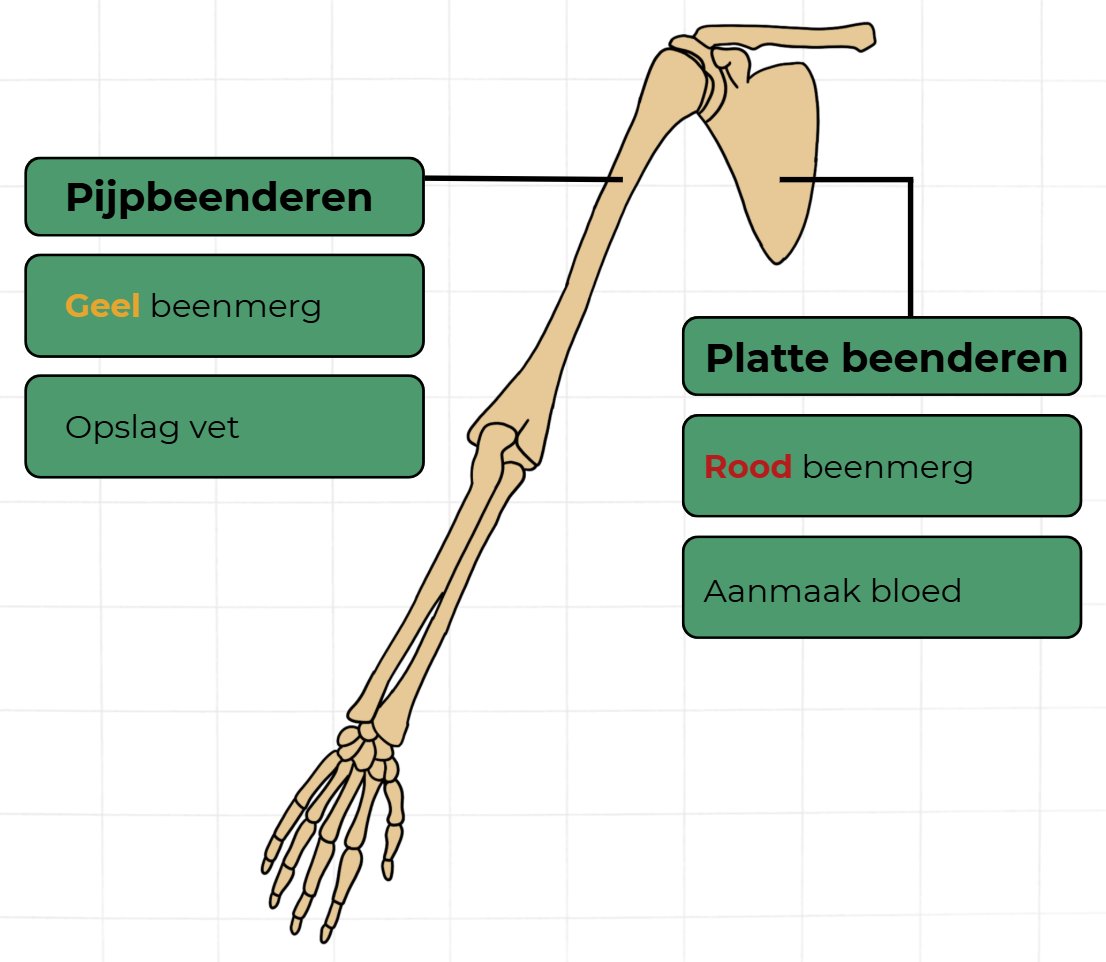 5.1 Het skelet van de mens samenvatting - MijnBiologie.nl