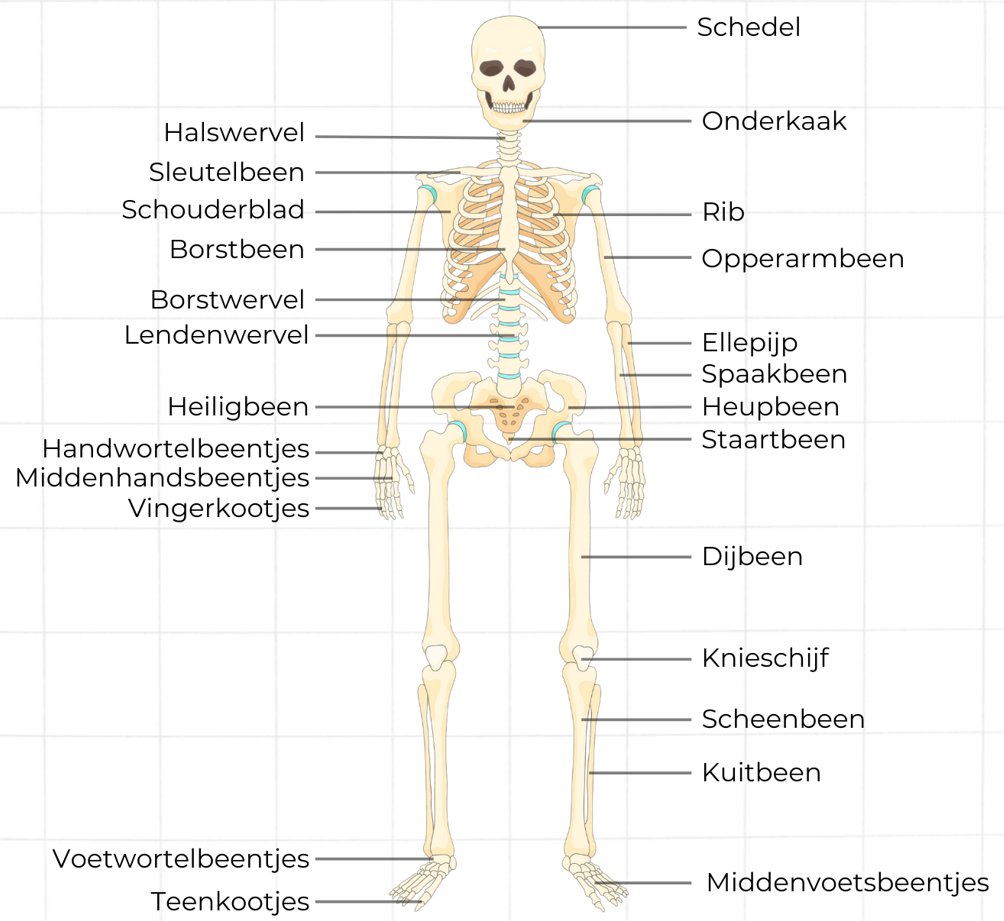 Het lichaam - Botten - MijnBiologie.nl