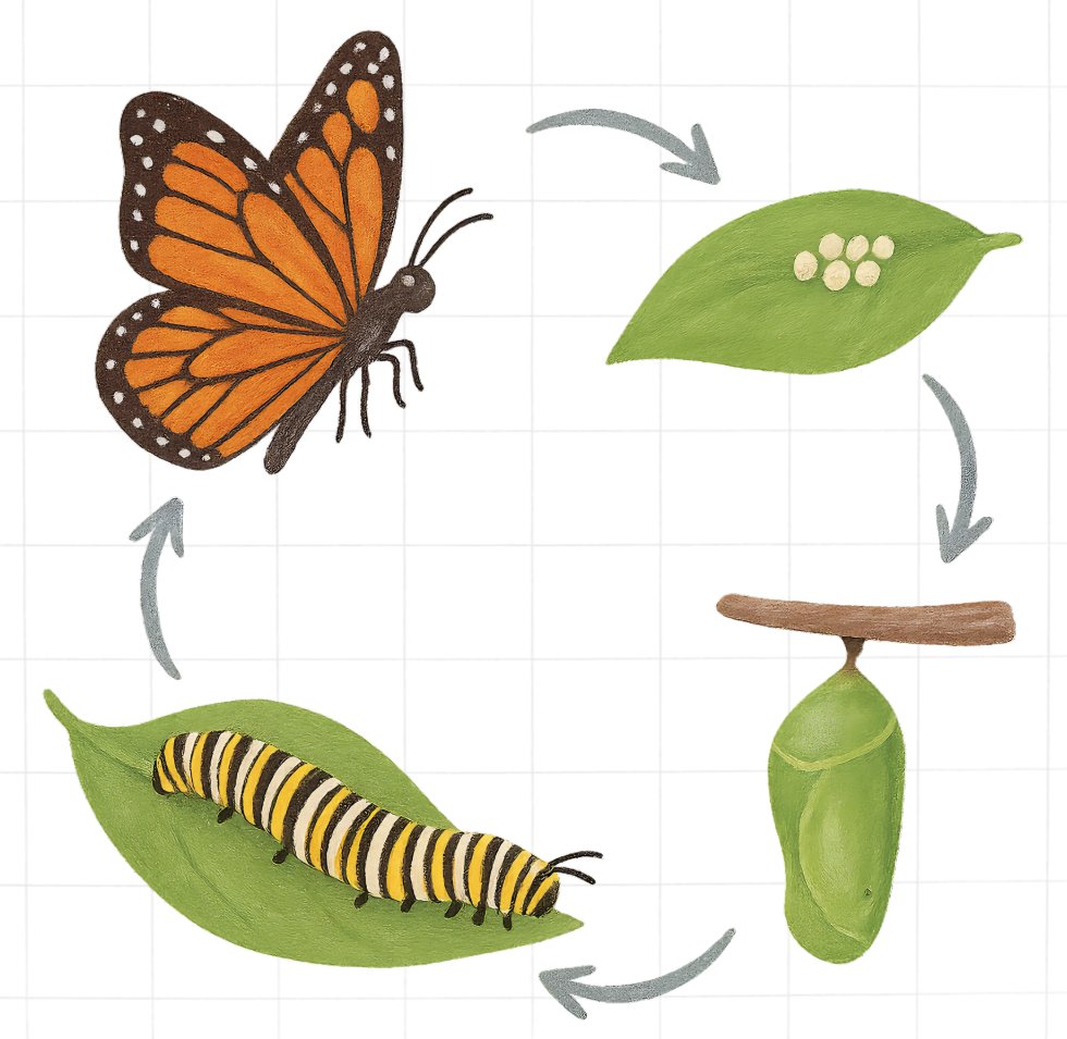 bvj12 - 1.3 Metamorfose samenvatting - MijnBiologie.nl