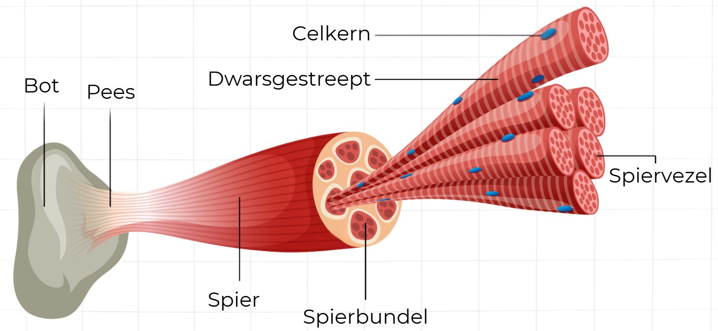 2.3 Spieren samenvatting - MijnBiologie.nl